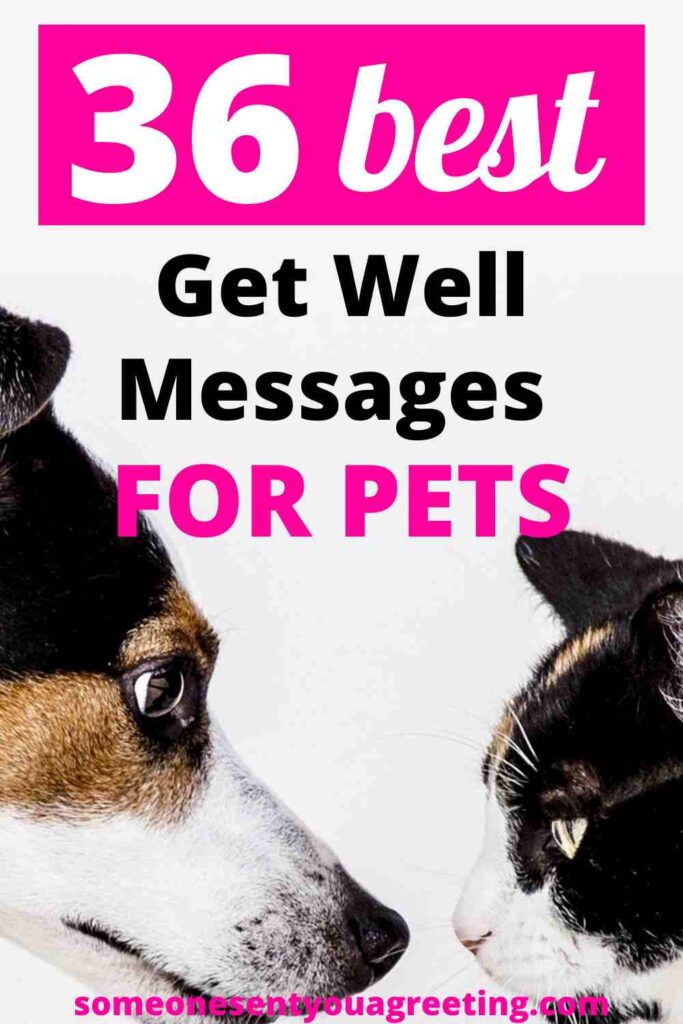 36 Get Well Messages for a Pet - Someone Sent You A Greeting